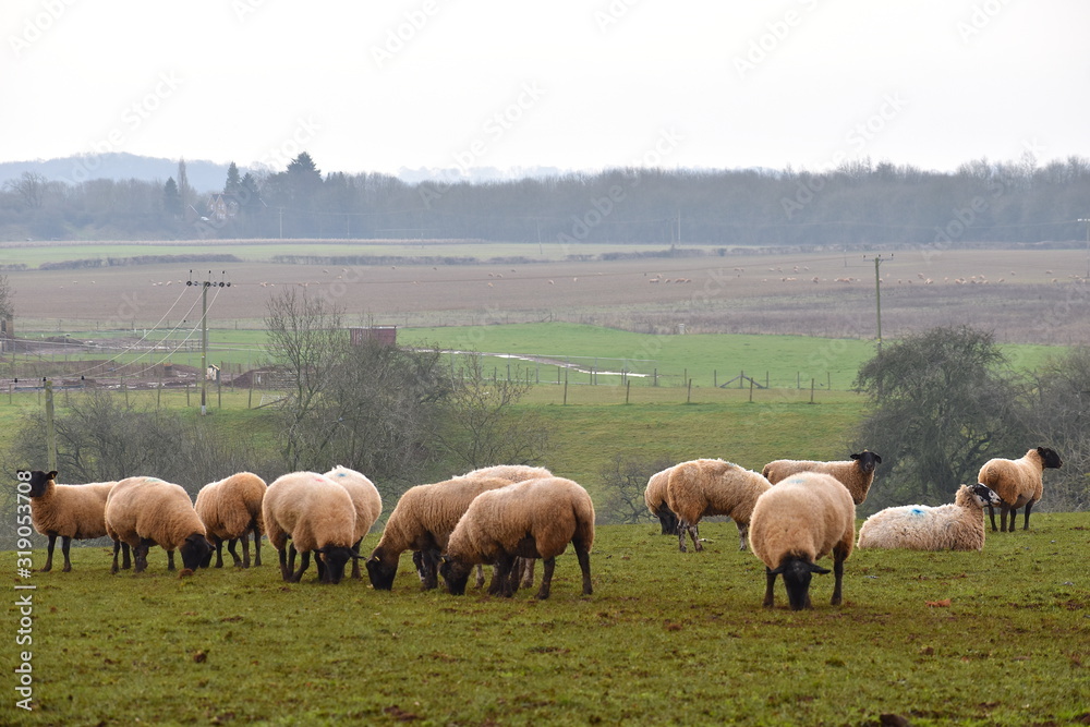 Flock of sheep in lowland fields and hills in UK have paint on their ...