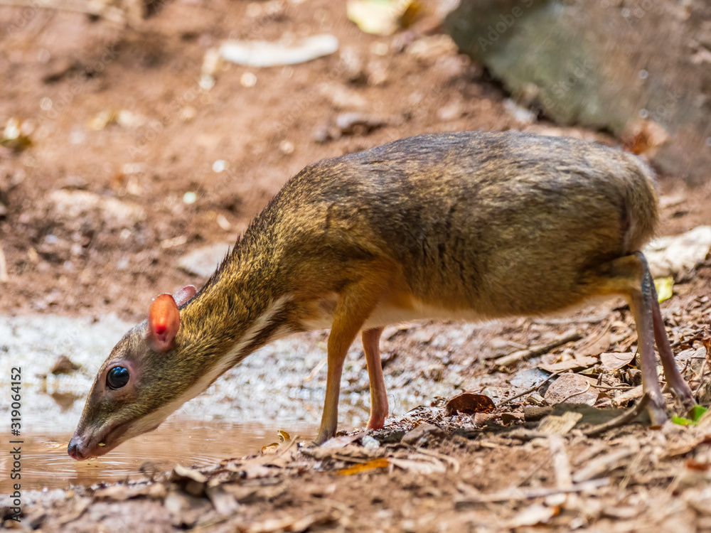 The smallest known hoofed mammal is the Lesser Mouse Deer with a mature ...