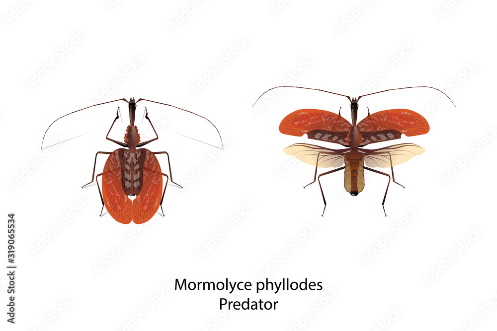 Mormolyce phyllodes object vector for graphic design,art,education ...