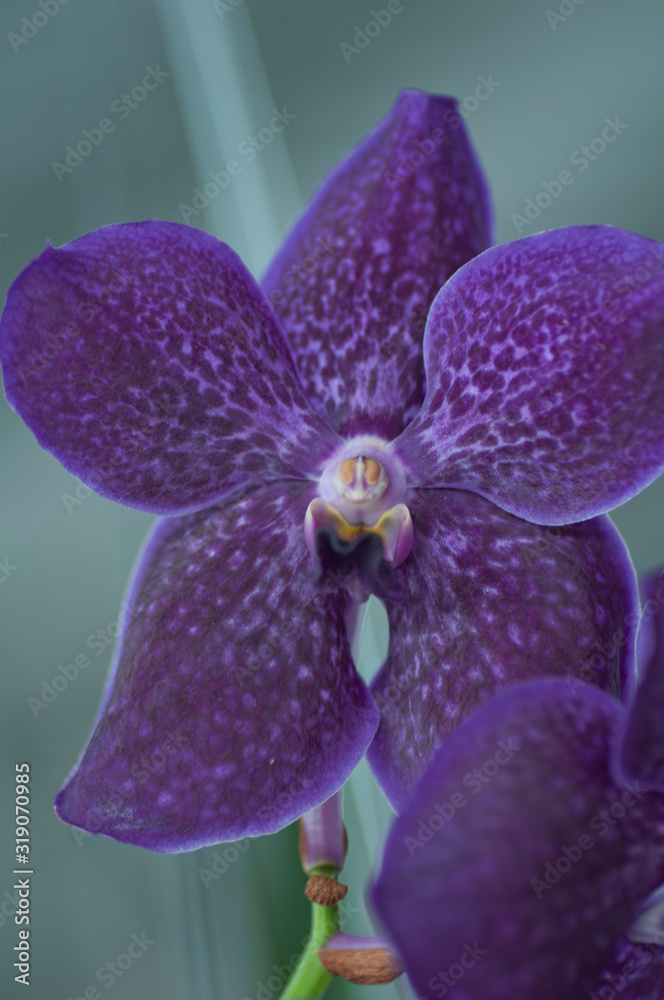 variety species of orchids Stock Photo | Adobe Stock