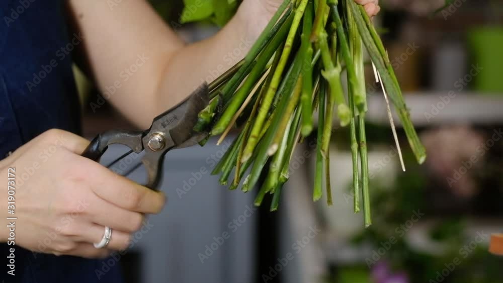 professional florist cuts off stems of roses with cutters in store ...