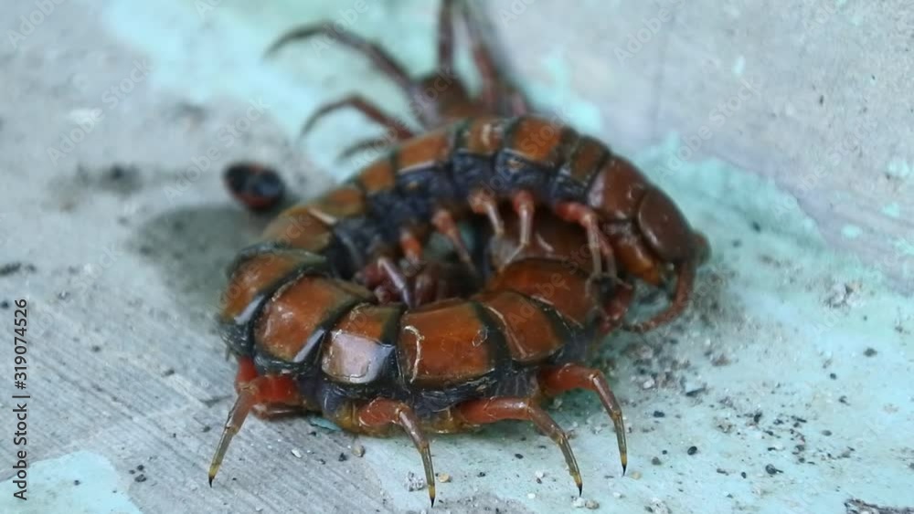 brown centipede or stone centipede, is a common European centipede of ...