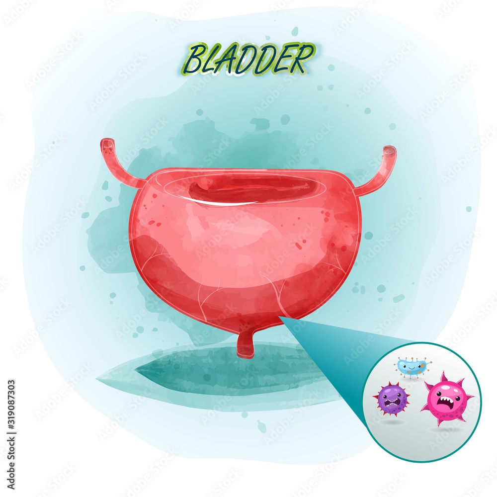 Human bladder cystitis anatomy will walking somewhere. Internal organ ...