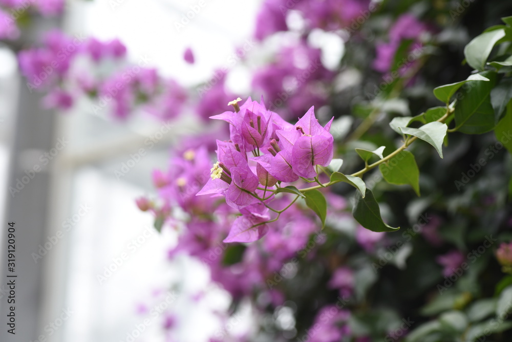Bougainvillea is a vine that is brilliant and beautiful native to the ...