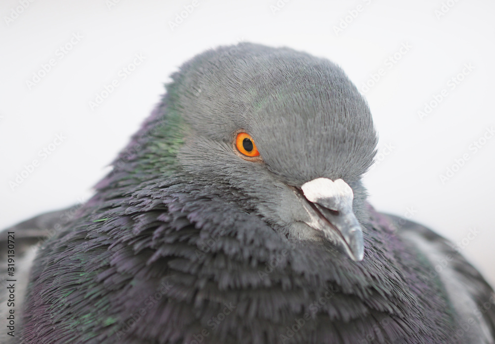 portrait of a dove in the park Stock Photo | Adobe Stock