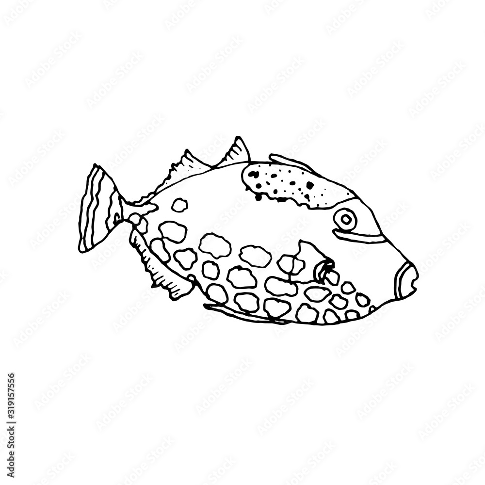 Clown trigger fish. Hand drawing sketch. Black outline on white ...
