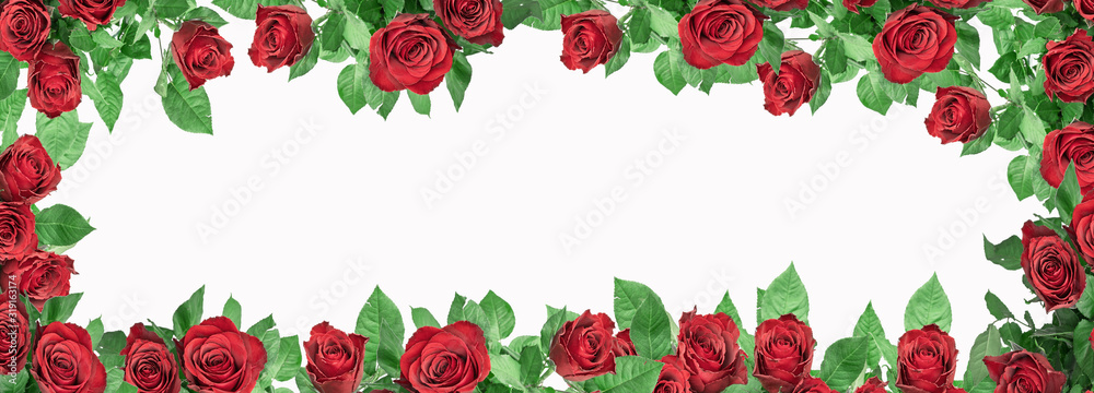 Flowers background banner long - Frame made of red roses isolated on ...
