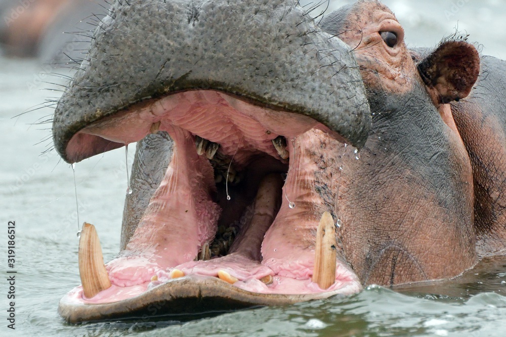 Nile hippo, Queen Elizabeth National Park, Uganda Stock Photo | Adobe Stock