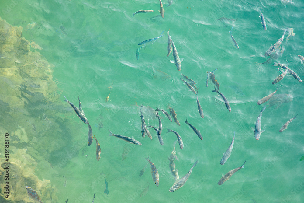 Shoal of fish in seawater, many sea fishes top view, free in the sea ...