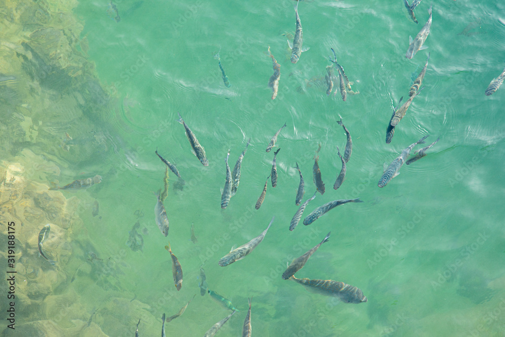 Shoal of fish in seawater, many sea fishes top view, free in the sea ...