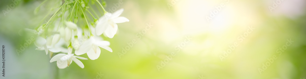 Nature of flower in garden using as cover page background natural flora ...