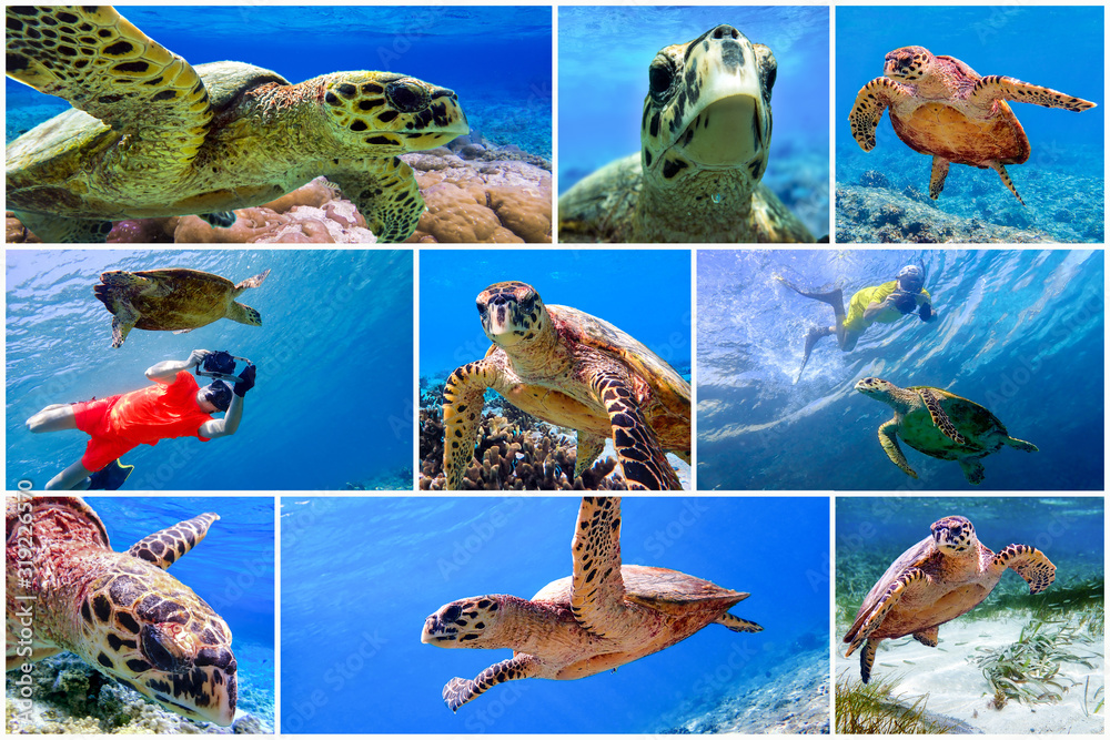 Hawksbill sea turtle in the blue water of the ocean - set - collage ...