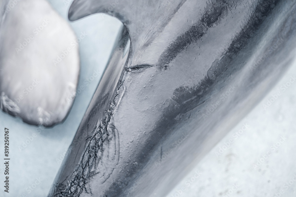 dolphin scars Stock Photo | Adobe Stock