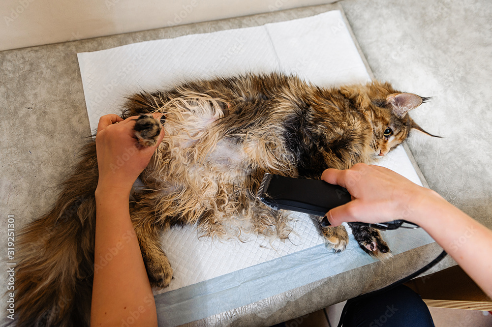 Surgery to remove a tumor in a cat. Stage of shaving of the abdominal ...