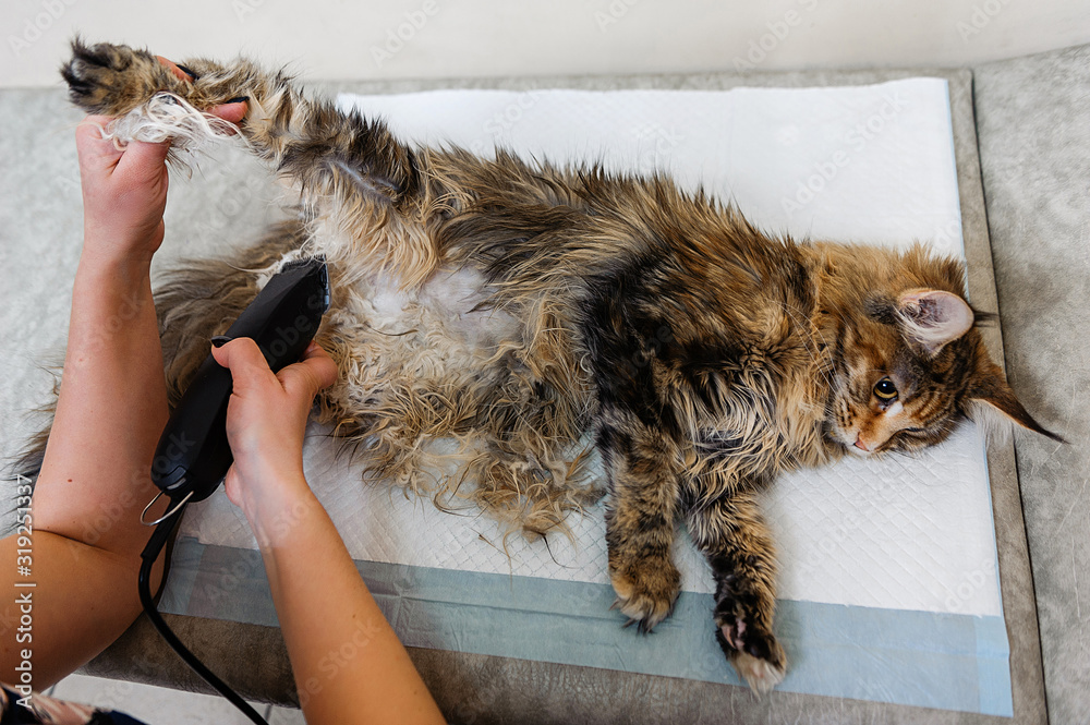 Surgery to remove a tumor in a cat. Stage of shaving of the abdominal ...