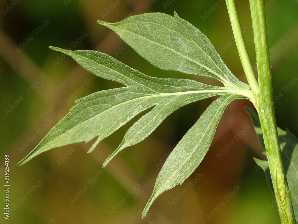 Rudbeckia laciniata or Cutleaf coneflower, flowering plant in aster ...