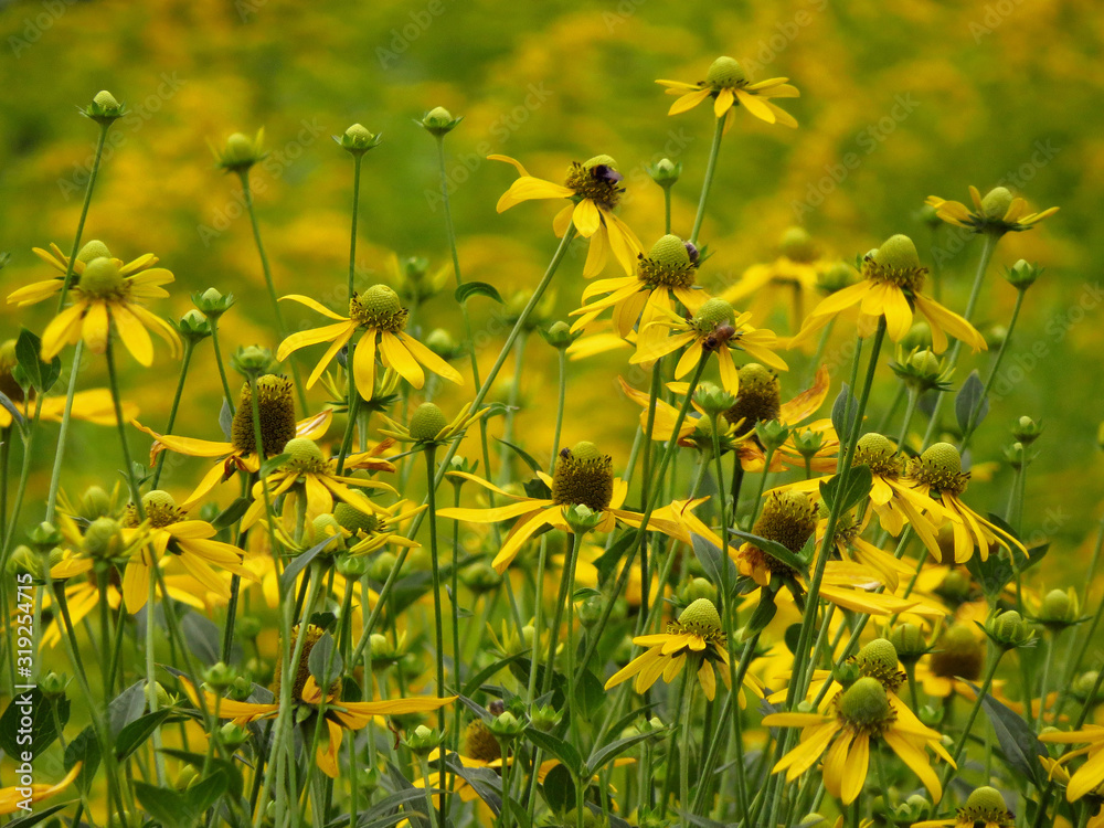 Rudbeckia laciniata or Cutleaf coneflower, flowering plant in aster ...