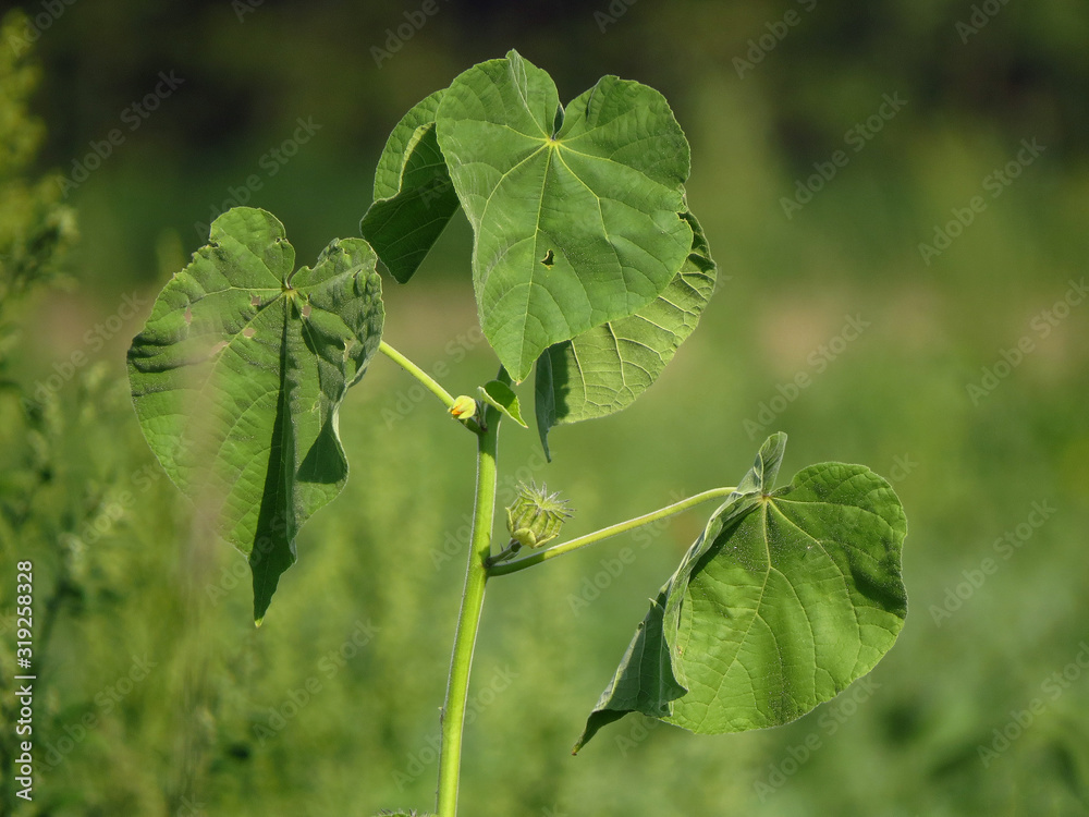Abutilon theophrasti, velvetleaf, velvet plant, velvetweed, Chinese ...