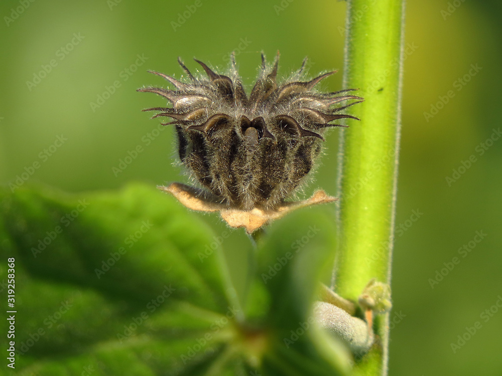 Abutilon theophrasti, velvetleaf, velvet plant, velvetweed, Chinese ...