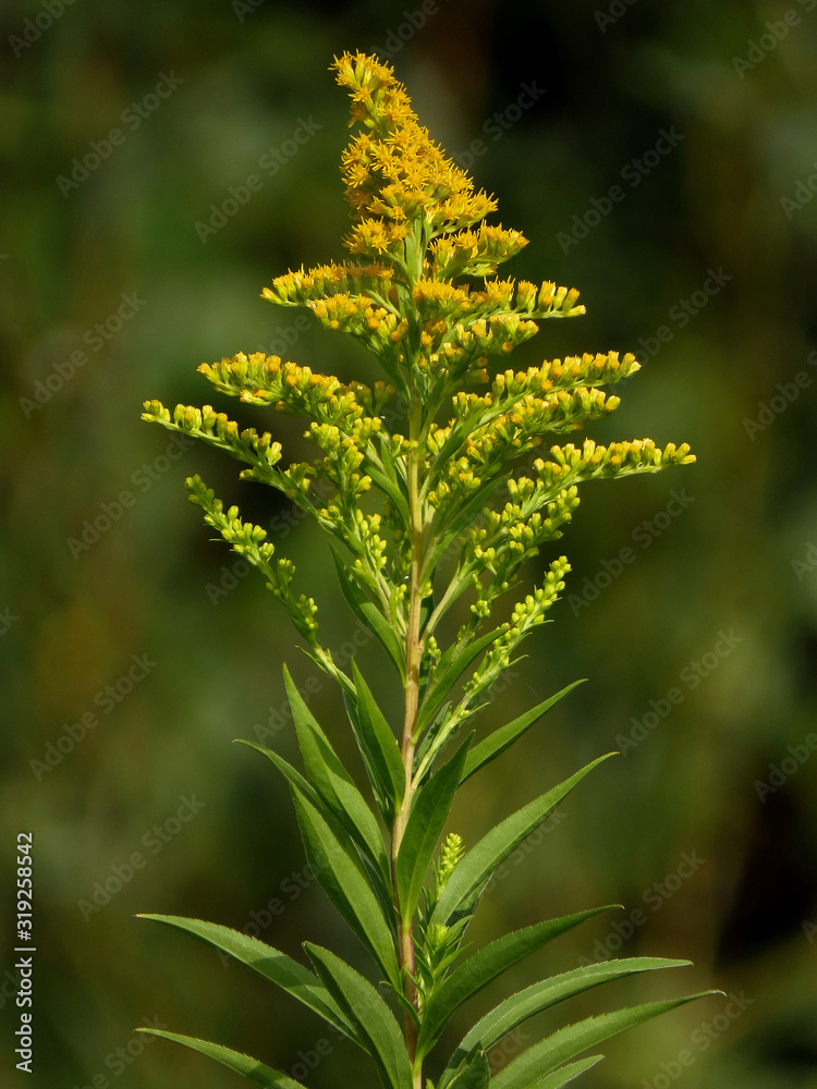 Solidago Gigantea