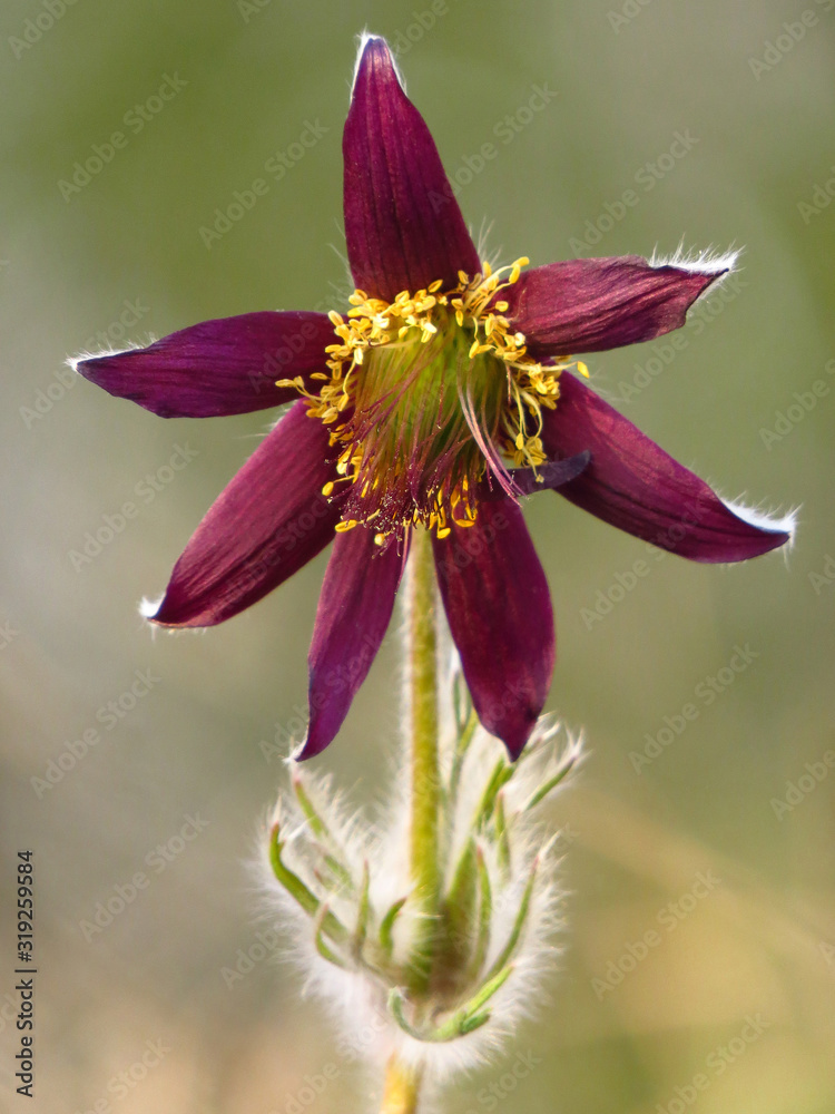 Pulsatilla pratensis ssp. Nigricans (Small pasque flower) rare ...
