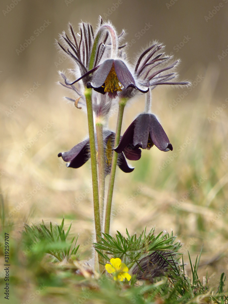 Pulsatilla pratensis ssp. Nigricans (Small pasque flower) rare ...