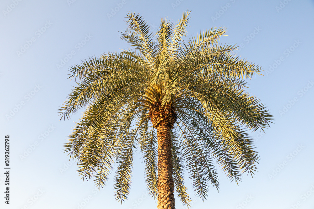 Phoenix sylvestris or Silver date palm tree in a garden.Common names ...