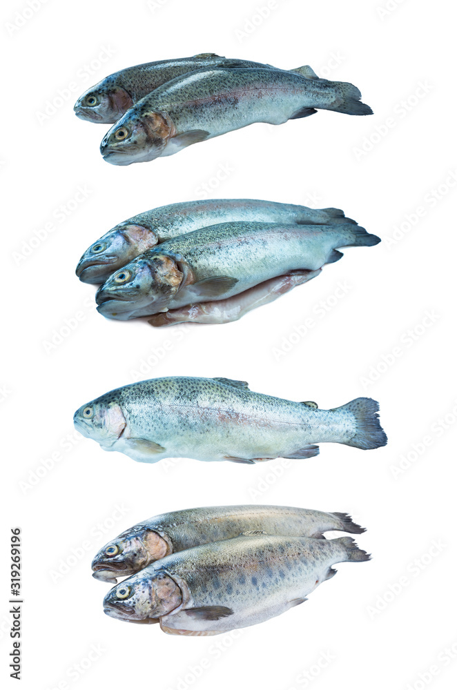 Fish rainbow trout, isolated on a white background. Rainbow trout over ...