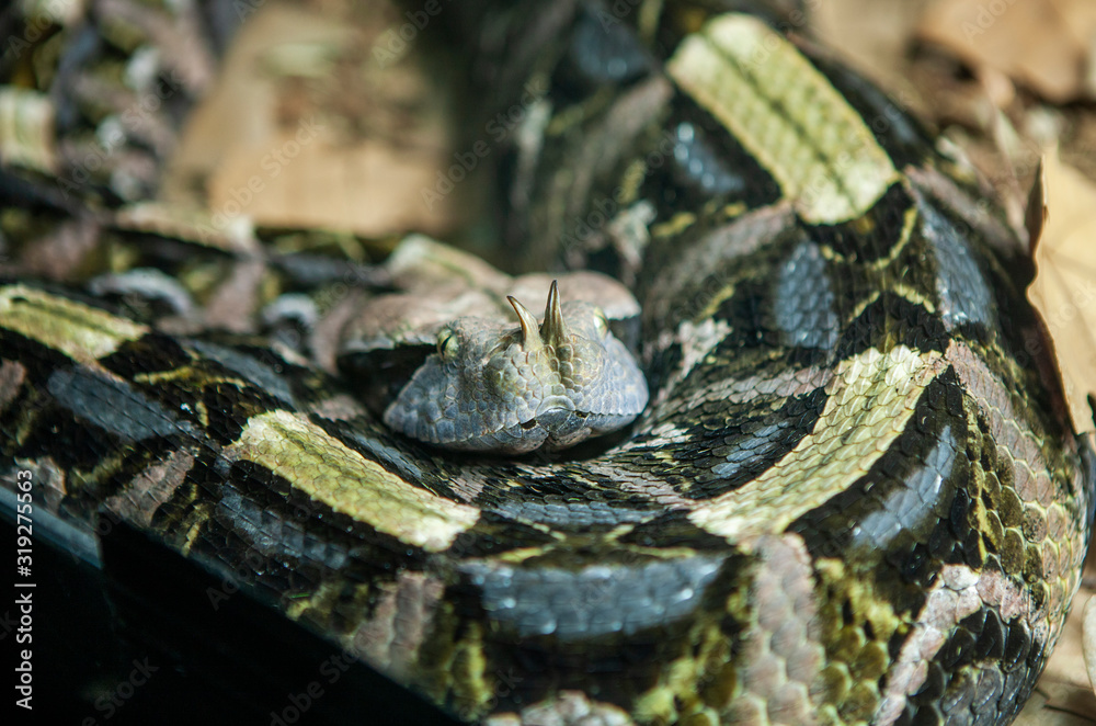 West african gaboon viper Bitis gabonica. Poisonous Snake on the ground ...