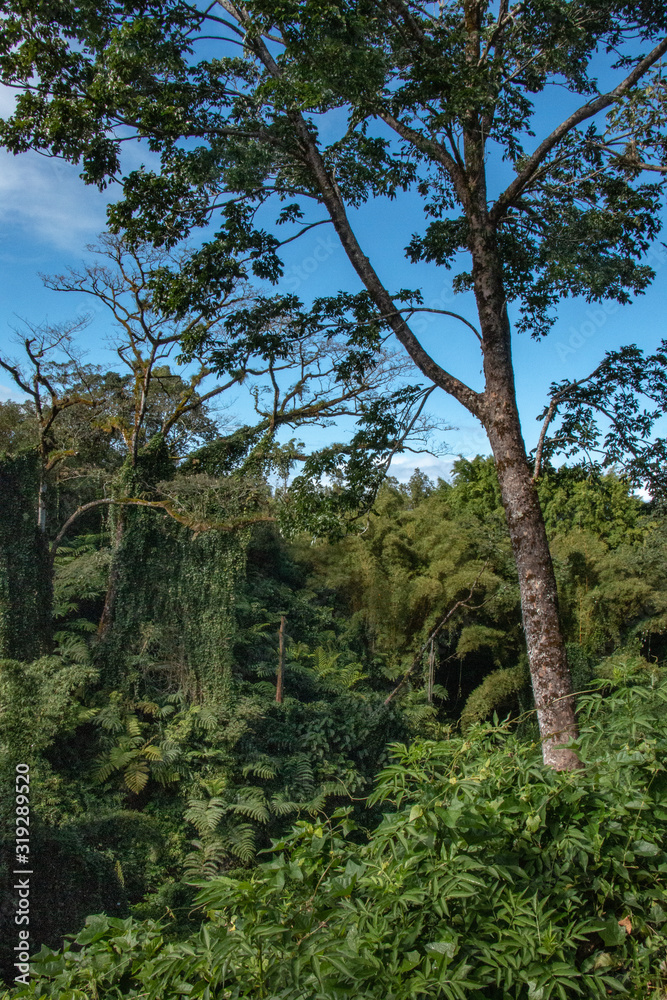 Hilo Hawaii jungle scene at Akaka Falls State Park Stock Photo | Adobe ...