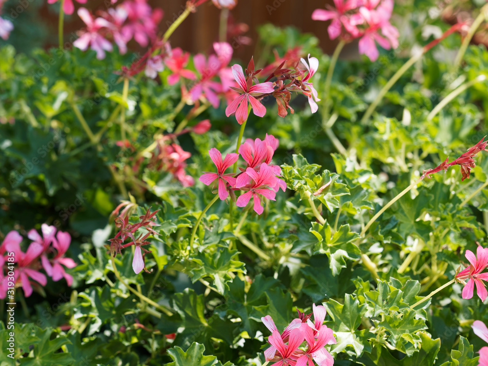 Pelargonium peltatum | Ivy-leaved pelargonium or cascading geranium ...