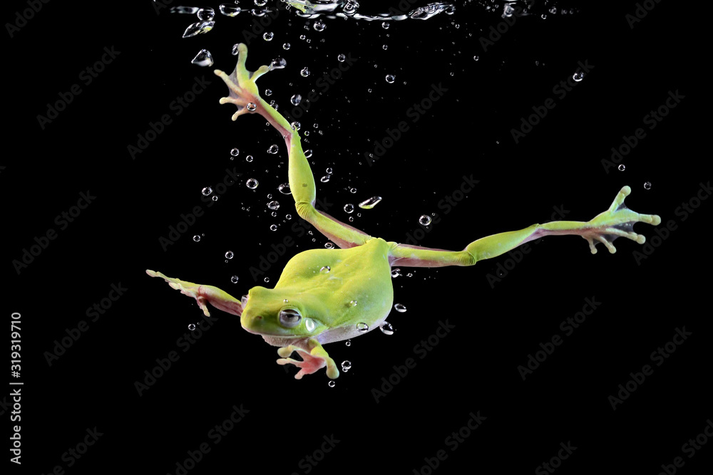 Australian tree frog in the water, swimming frog Stock Photo | Adobe Stock