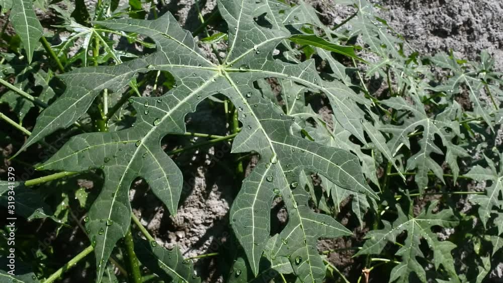 video of Cnidoscolus aconitifolius. This plant originates from Central ...