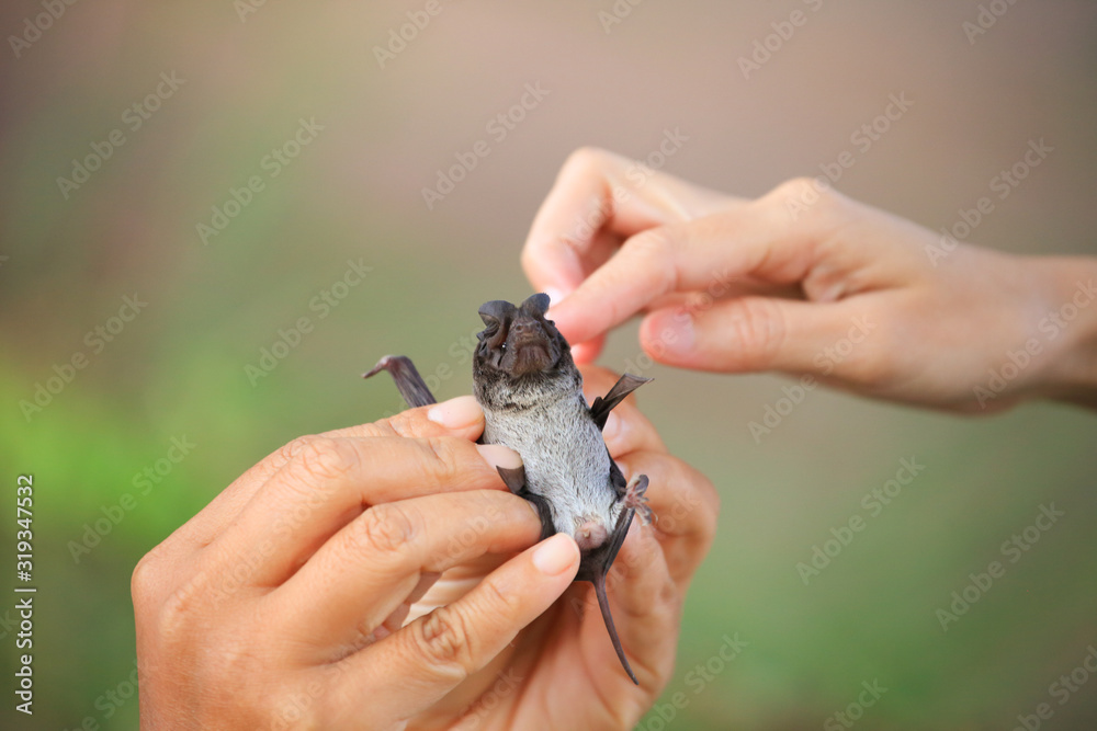 Hand holding bat which is the viruses and disease carrier in exotic ...