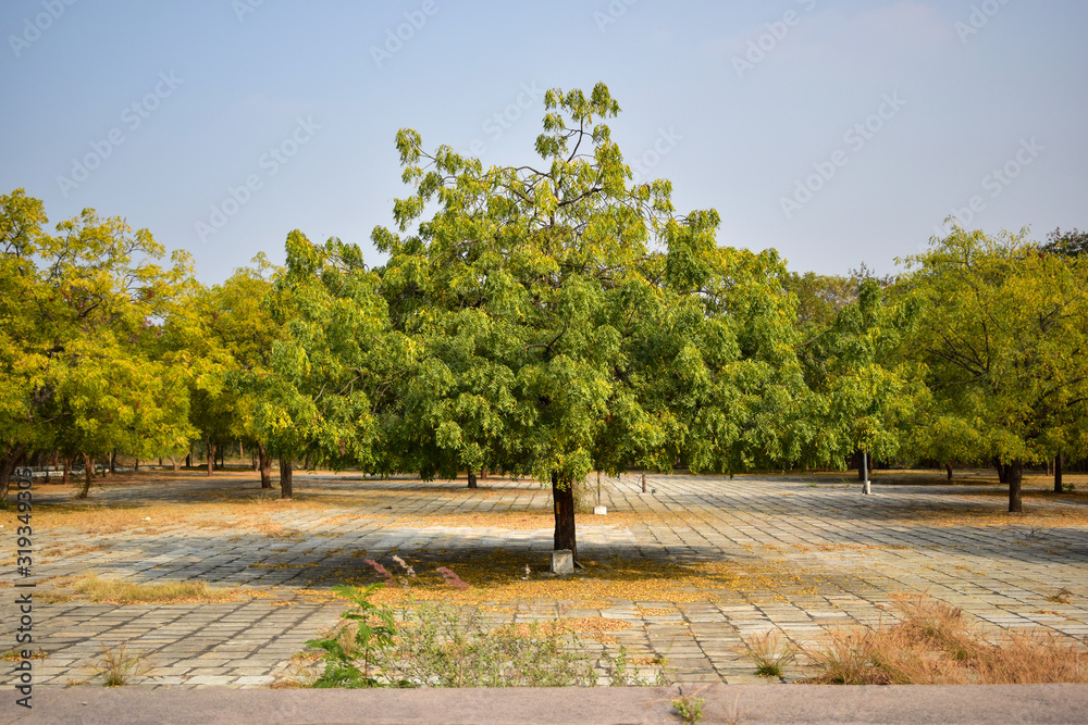 Neem Tree/neem plant Background Image Stock Photo | Adobe Stock