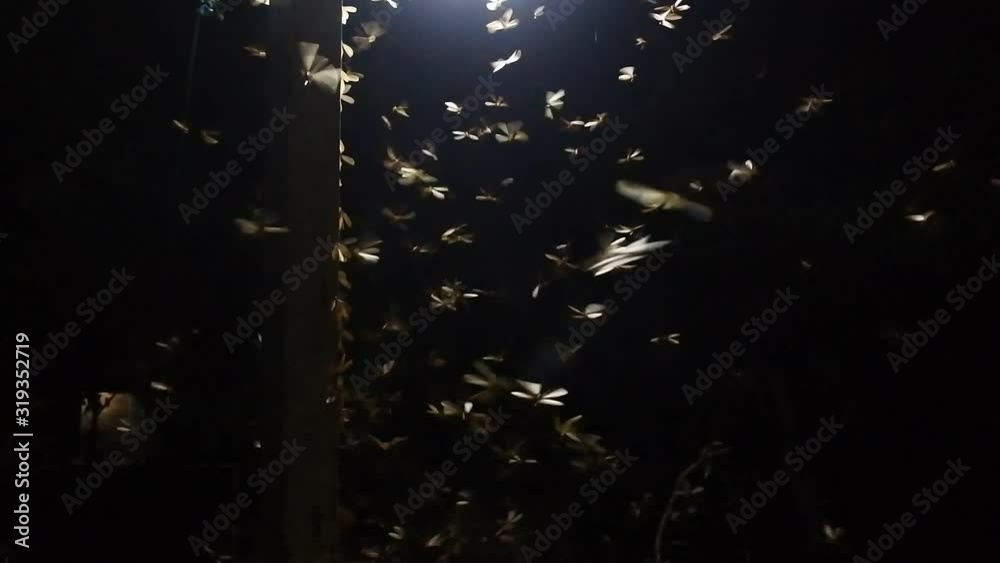 thousands of termites (infraordo Isoptera) fly under the lights Stock ...