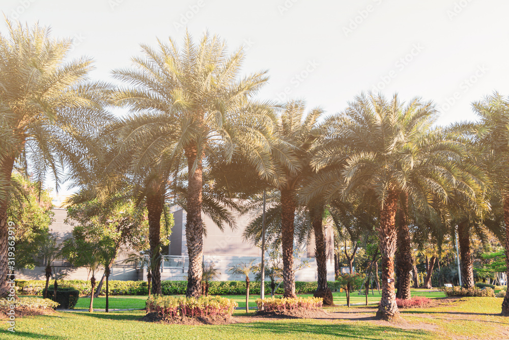 Silver date palm tree in a garden.Common names including the Indian ...
