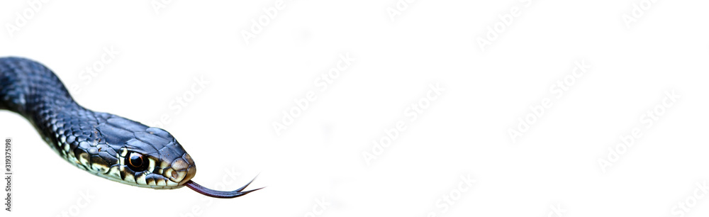 BANNER. Snake head on white background. horizontal banner with large ...