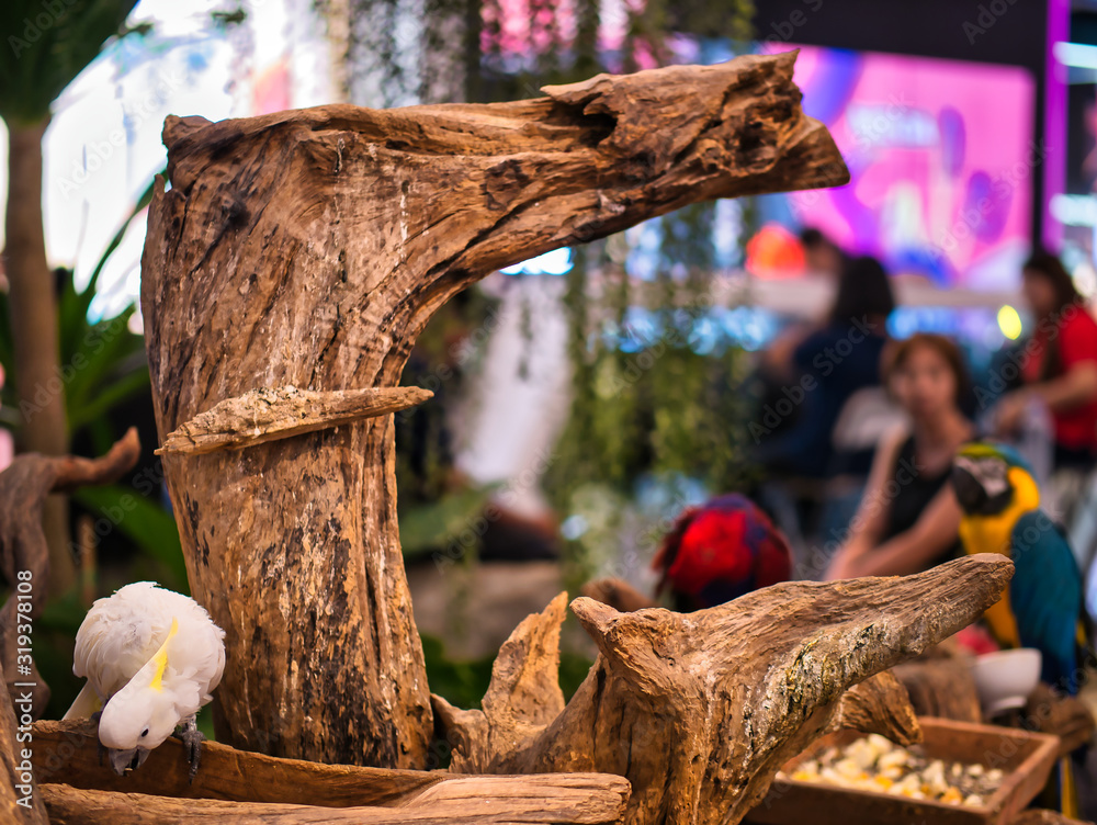 Take photos of the colorful macaw parrots with the bird care staff at ...