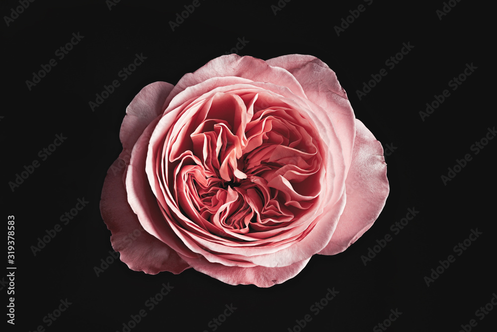 Beautiful rose on black background. Floral card design with dark ...