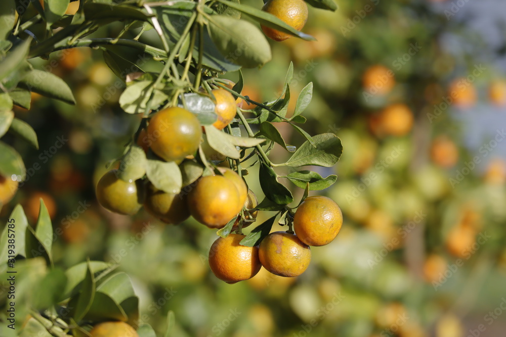Kumquat tree. Together with Peach blossom tree, Kumquat is one of 2 ...