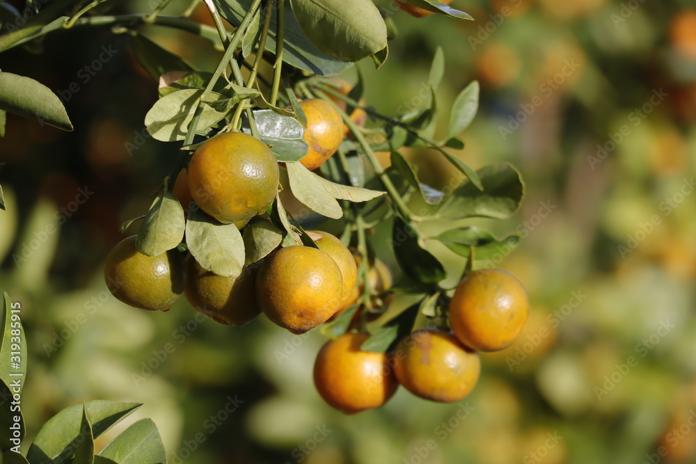 Kumquat tree. Together with Peach blossom tree, Kumquat is one of 2 ...