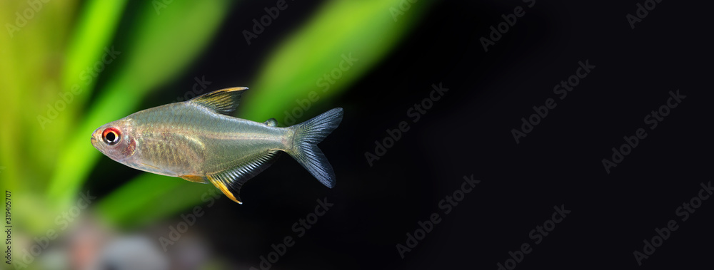 Tropical aquarium fish Lemon tetra Hyphessobrycon pulchripinnis close ...
