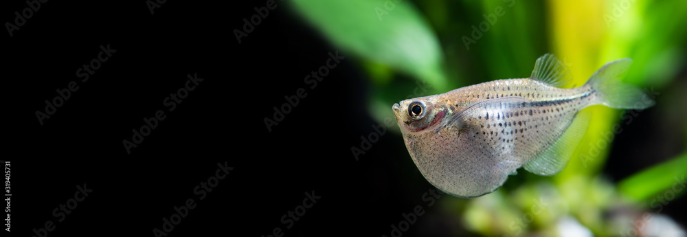 Tropical aquarium fish Flying heavily-keeled body Gasteropelecus ...