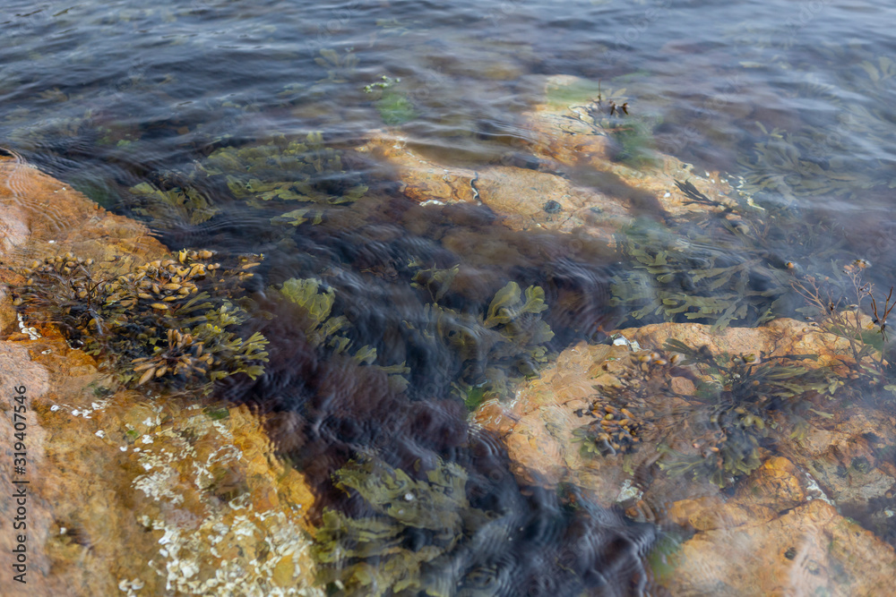 Meeresalgen unter der Wasseroberfläche, Südküste Norwegen Stock Photo ...