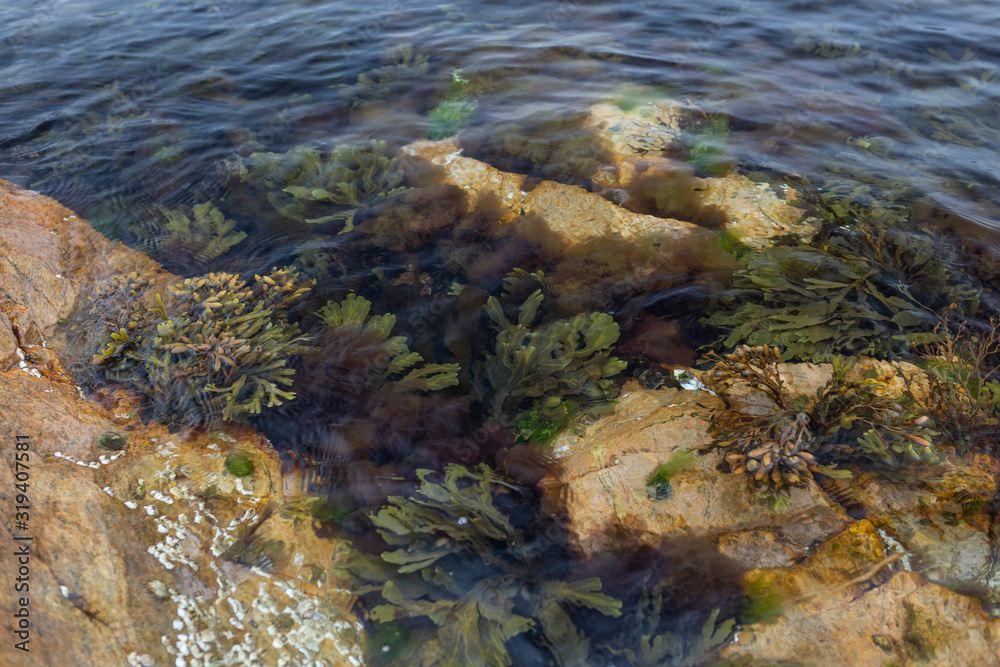 Meeresalgen unter der Wasseroberfläche, Südküste Norwegen Stock Photo ...