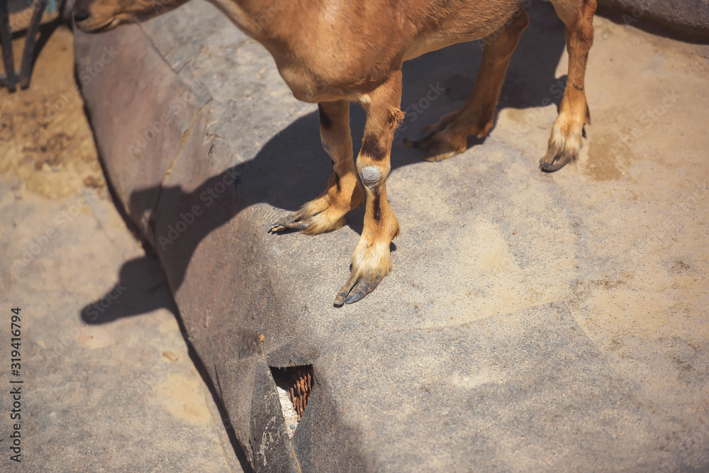 Hooves of a small horned animal. Legs of a female mountain goat. Hooves ...