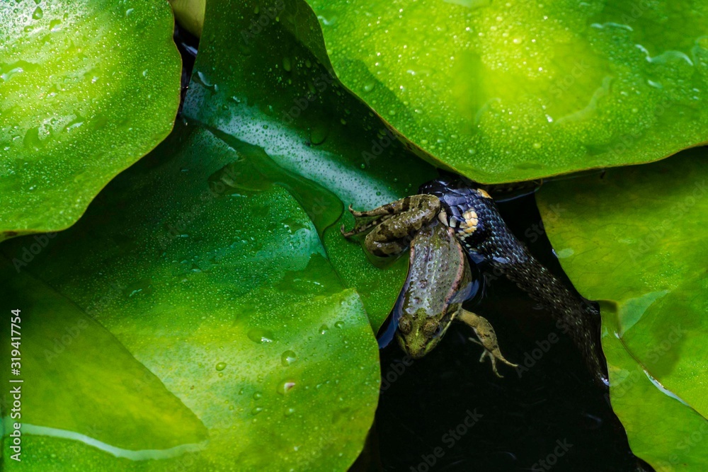 Ordinary non-toxic snake (lat. Natrix natrix) grabbed frog with its ...