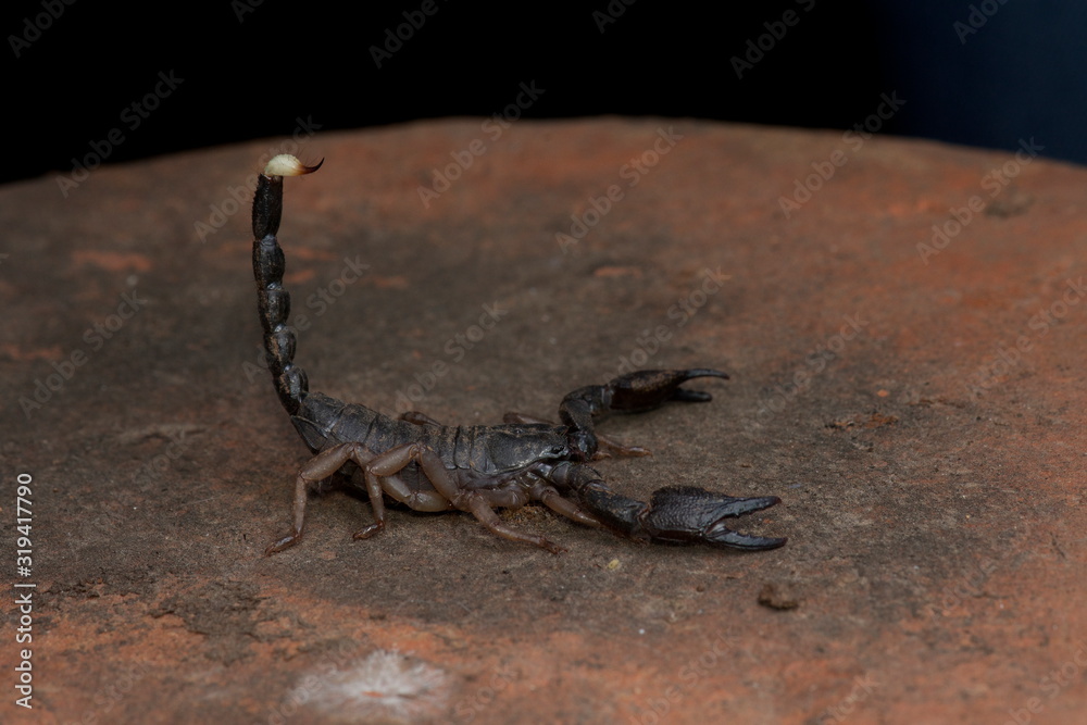 Wildlife of Saswad, Maharashtra, Aracnids, Bapdev Ghat, Heterometrus ...