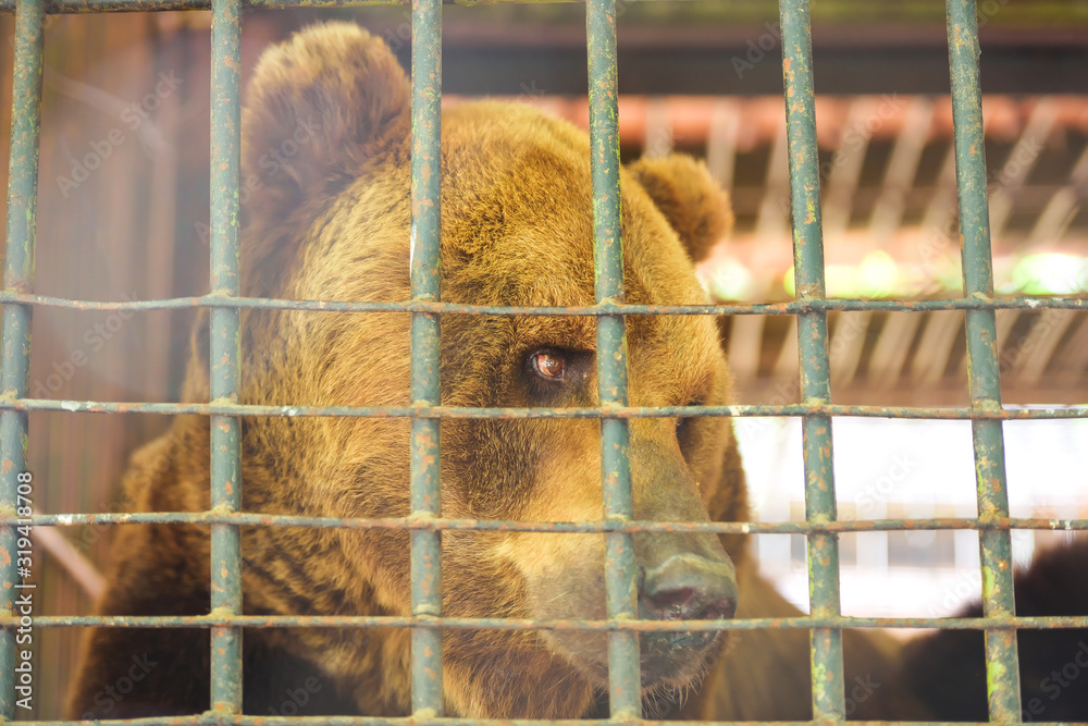 Brown bear in a cage close-up. Keeping a wild bear in captivity in a ...